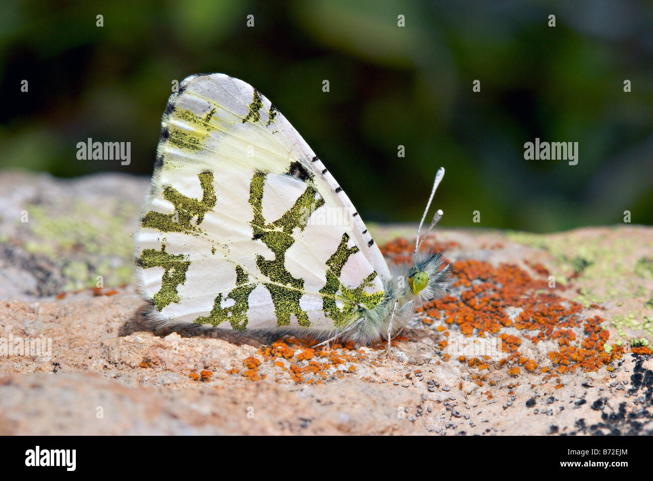 Sonoran Marble butterfly Euchloe guaymasensis Stock Photo - Alamy
