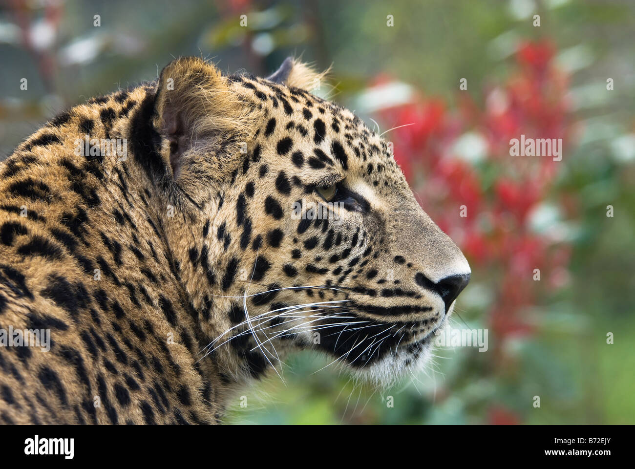 Panther species hi-res stock photography and images - Alamy