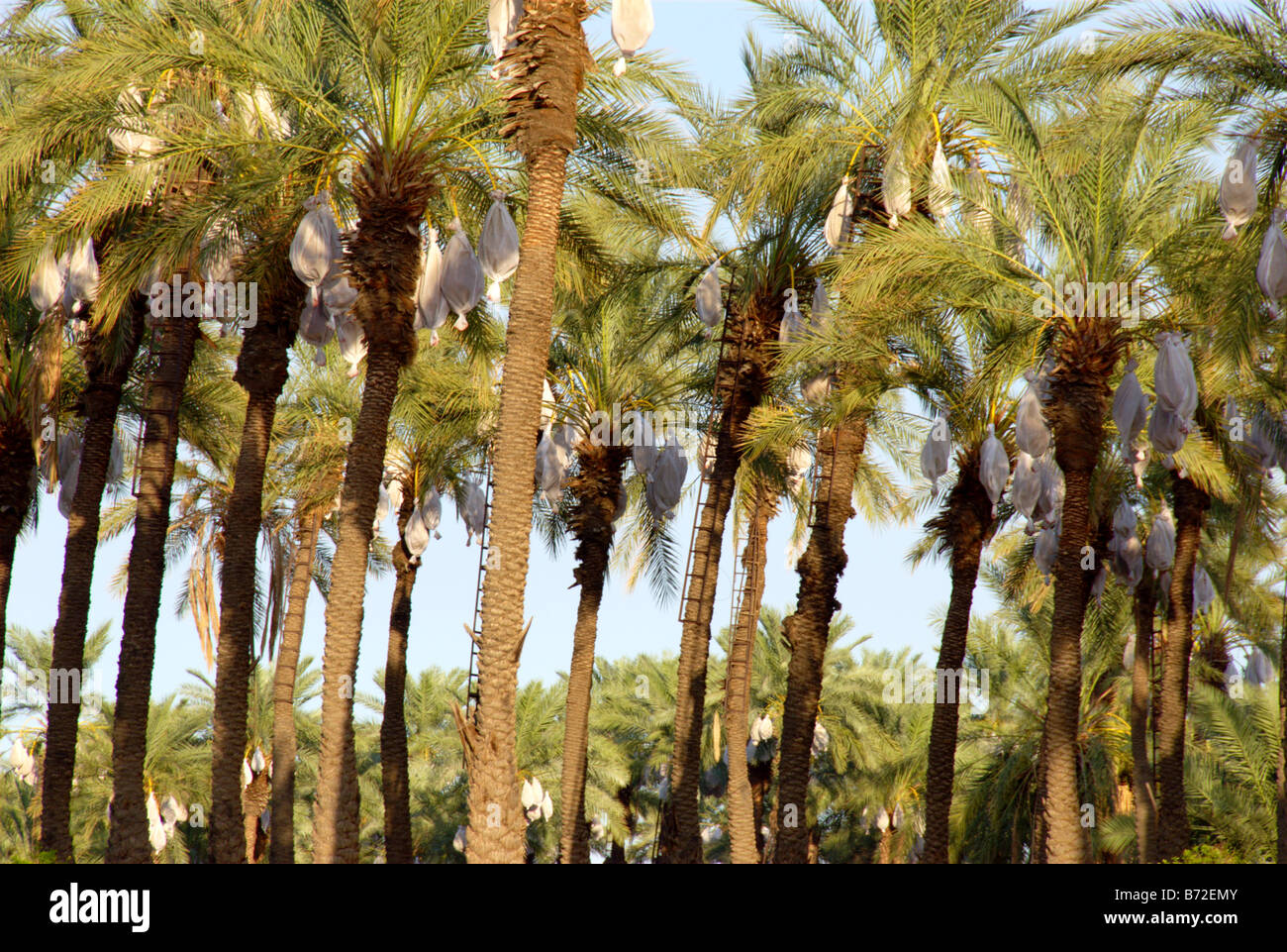 Date farm Indio Coachella Valley California Stock Photo - Alamy