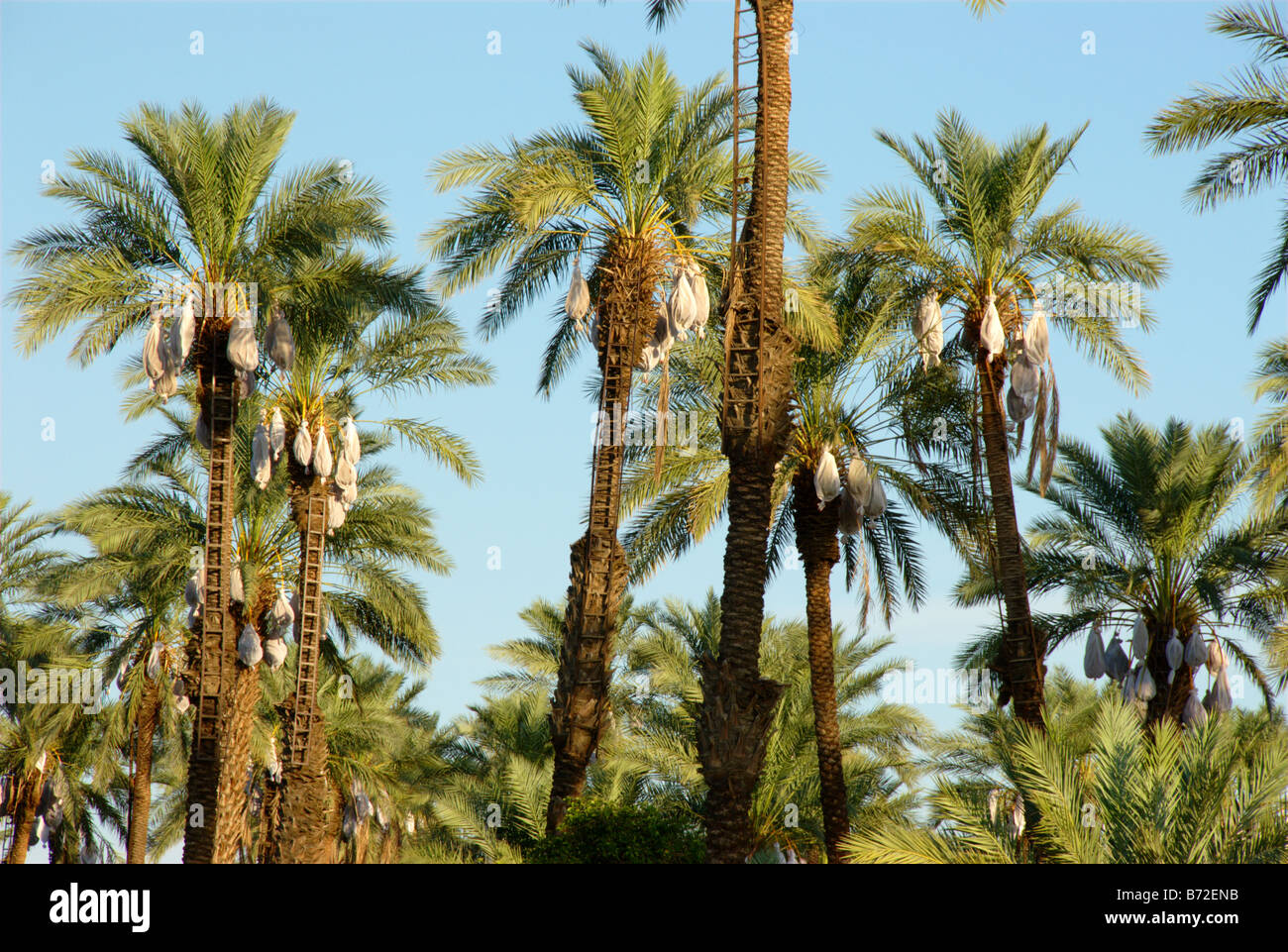 Date farm Indio Coachella Valley California Stock Photo - Alamy