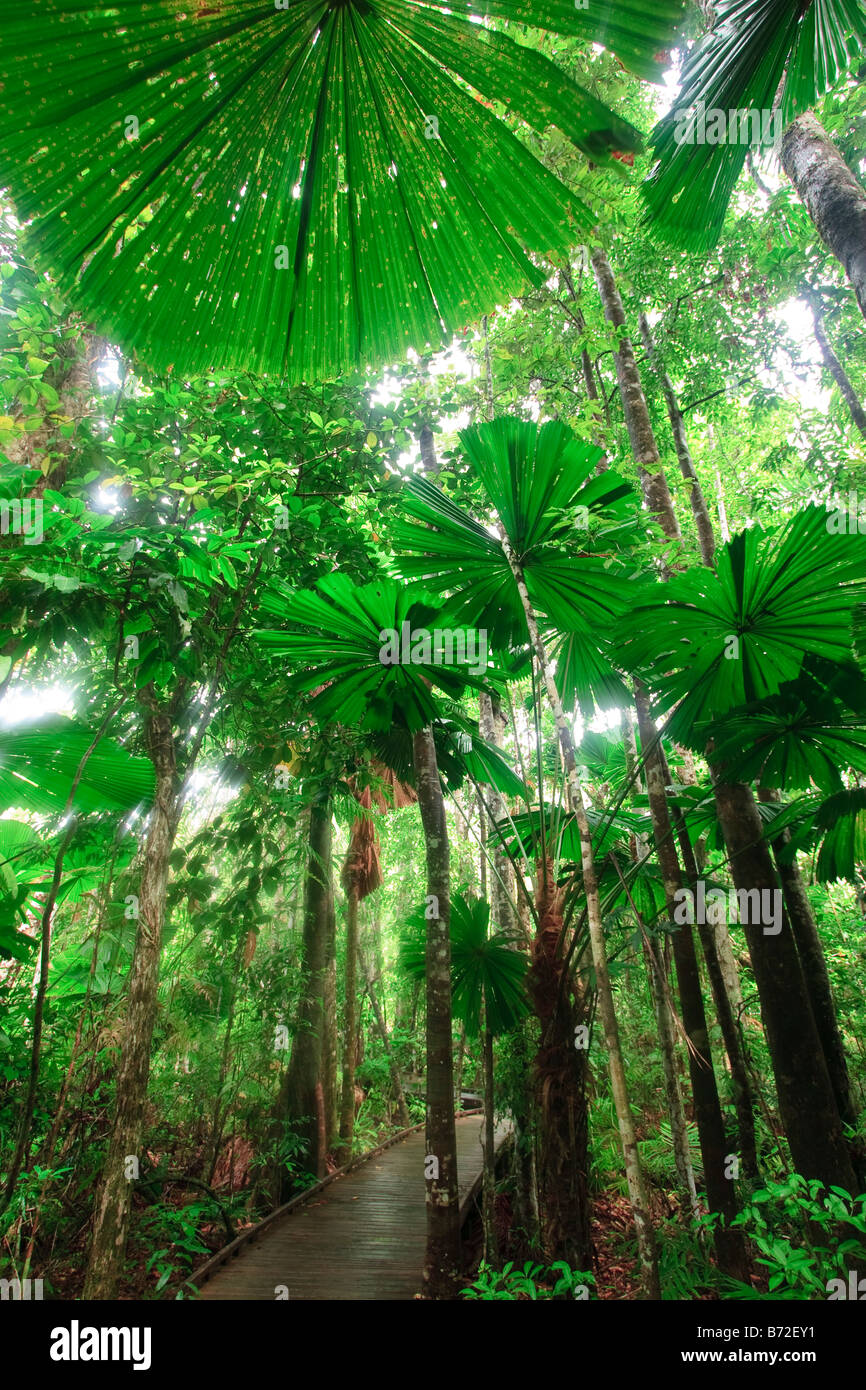 Giant palm trees line a boardwalk in the Daintree National Park ...
