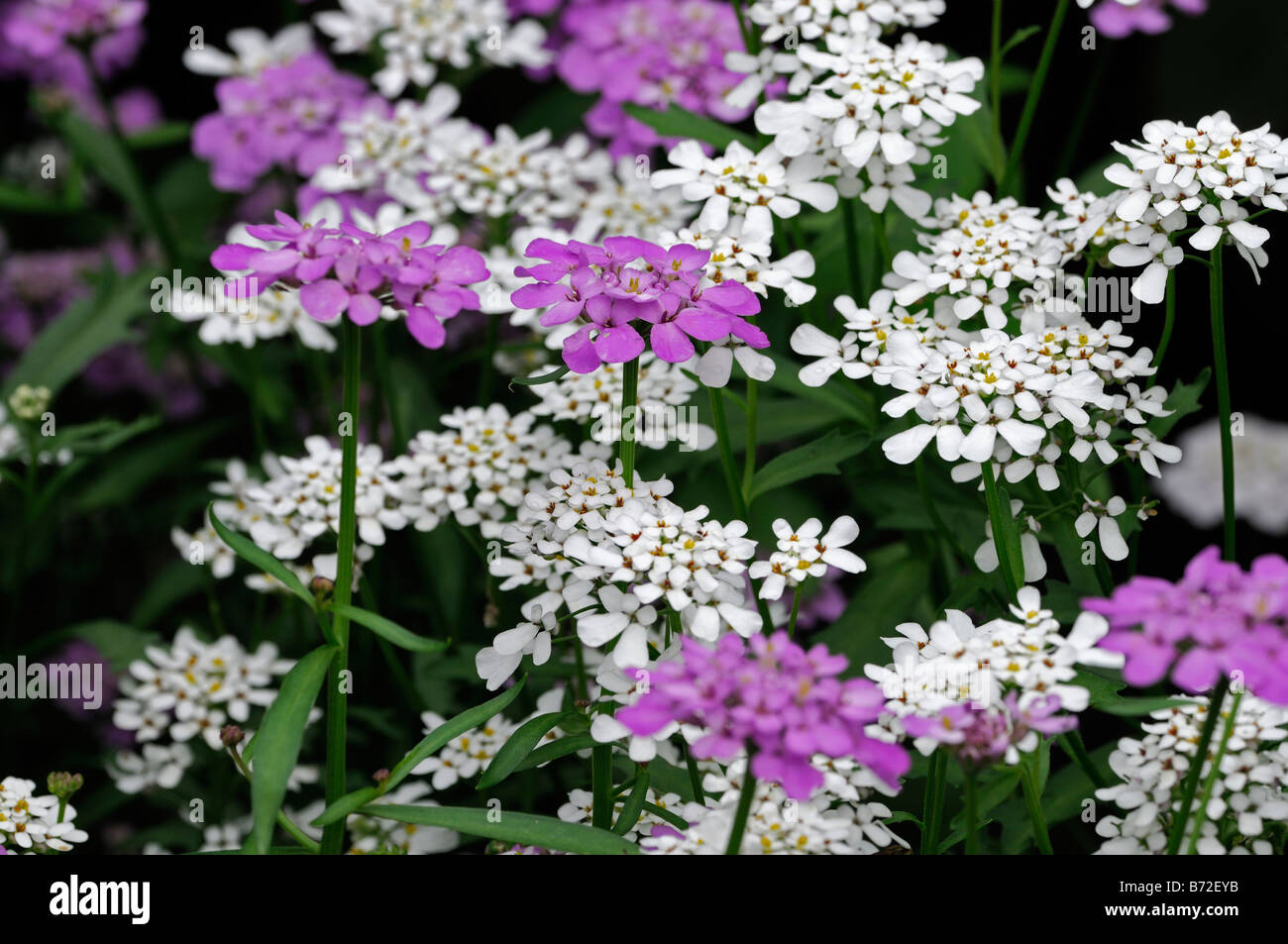 candytuft 'dwarf fairy mixed' Iberis tenoreana white purple annual ...