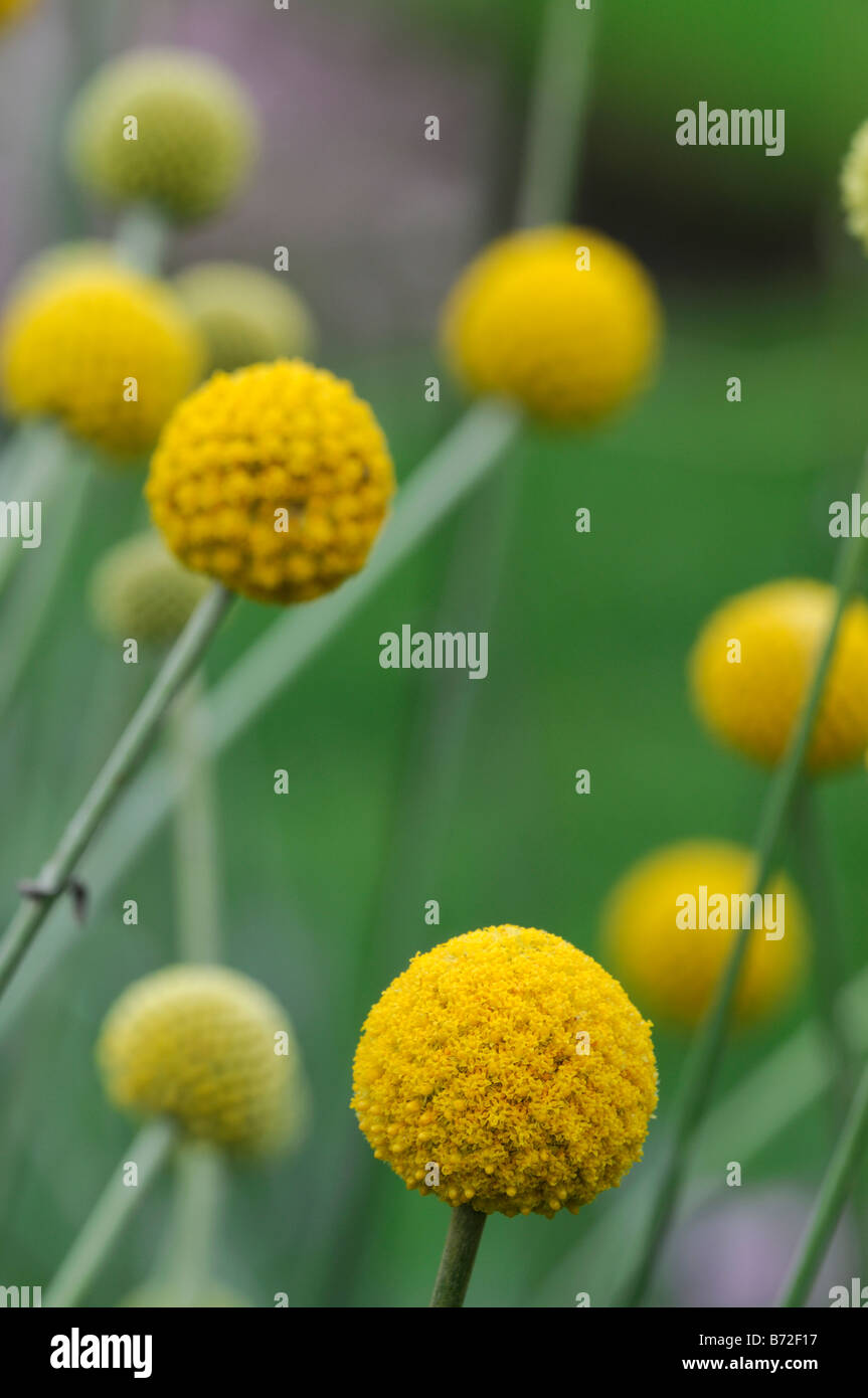 craspedia globosa drumstick Billy Buttons flower shape ball sphere ...