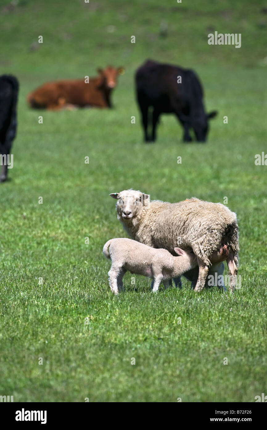New Zealand, South Island, Kingston near Queenstown. Sheep and cows ...