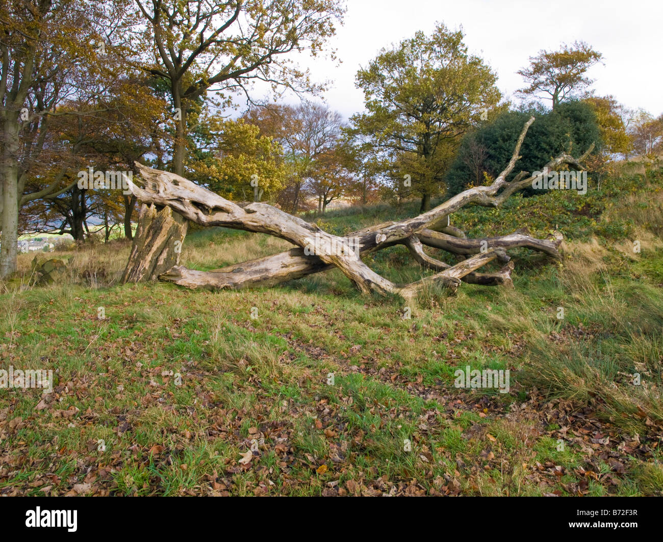 Collapsed tree stump hi-res stock photography and images - Alamy