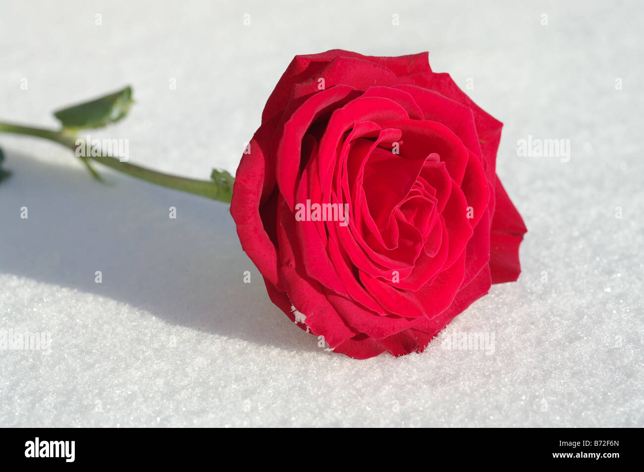 Rose of winter hi-res stock photography and images - Alamy