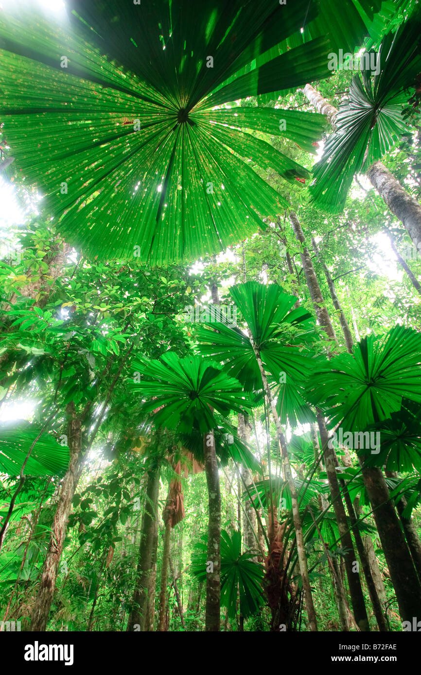 Gian palm trees in the Daintree National Park, Queensland, Australia ...