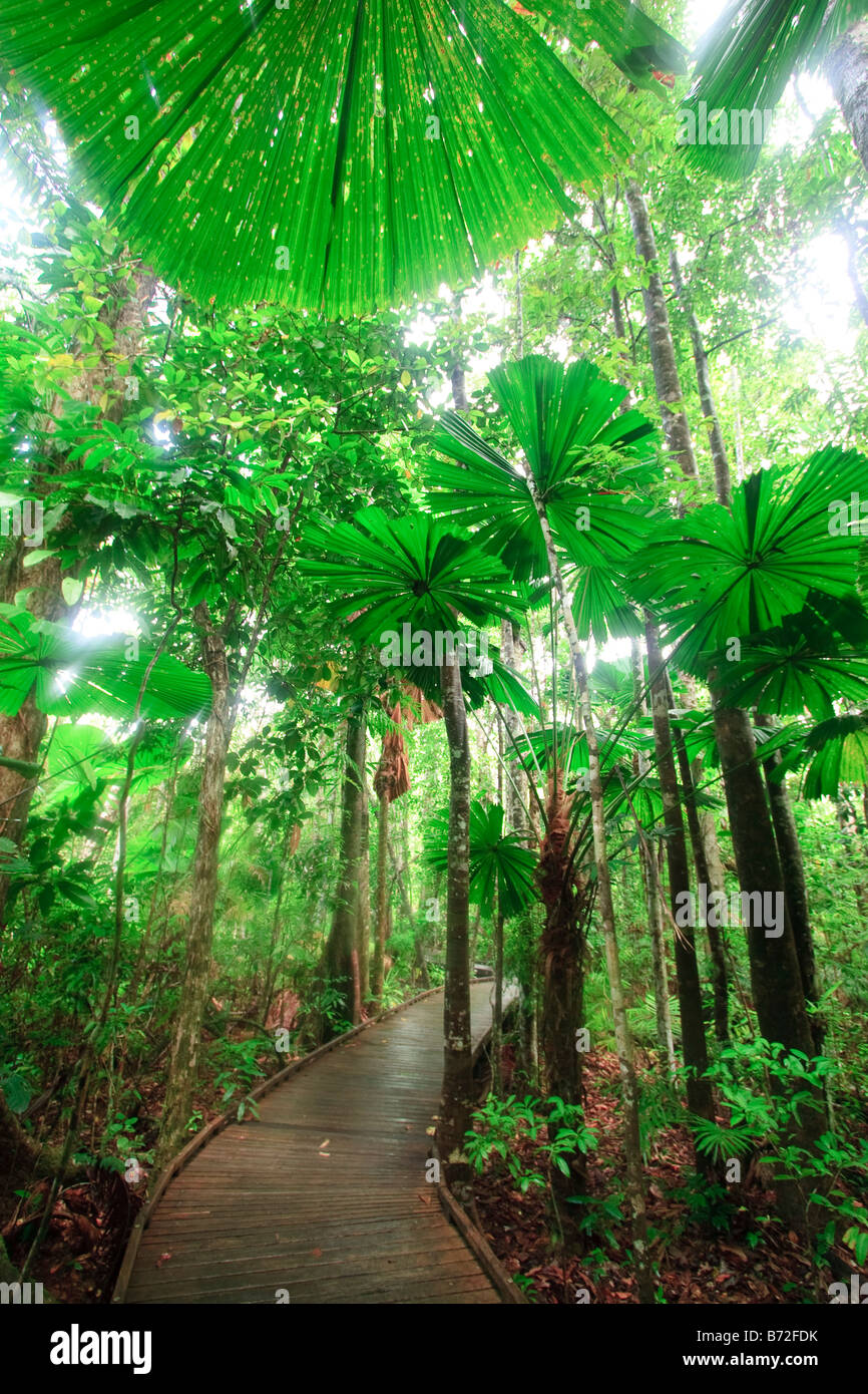 A boardwalk leads under giant palm trees in north Queensland's Daintree ...