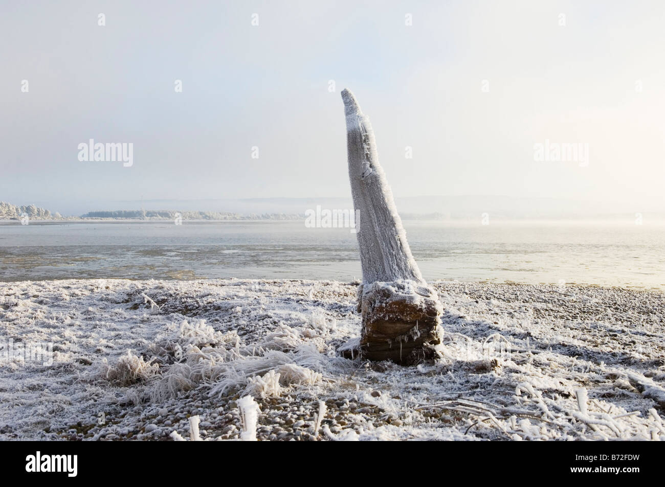 Stump bay tree hi-res stock photography and images - Alamy