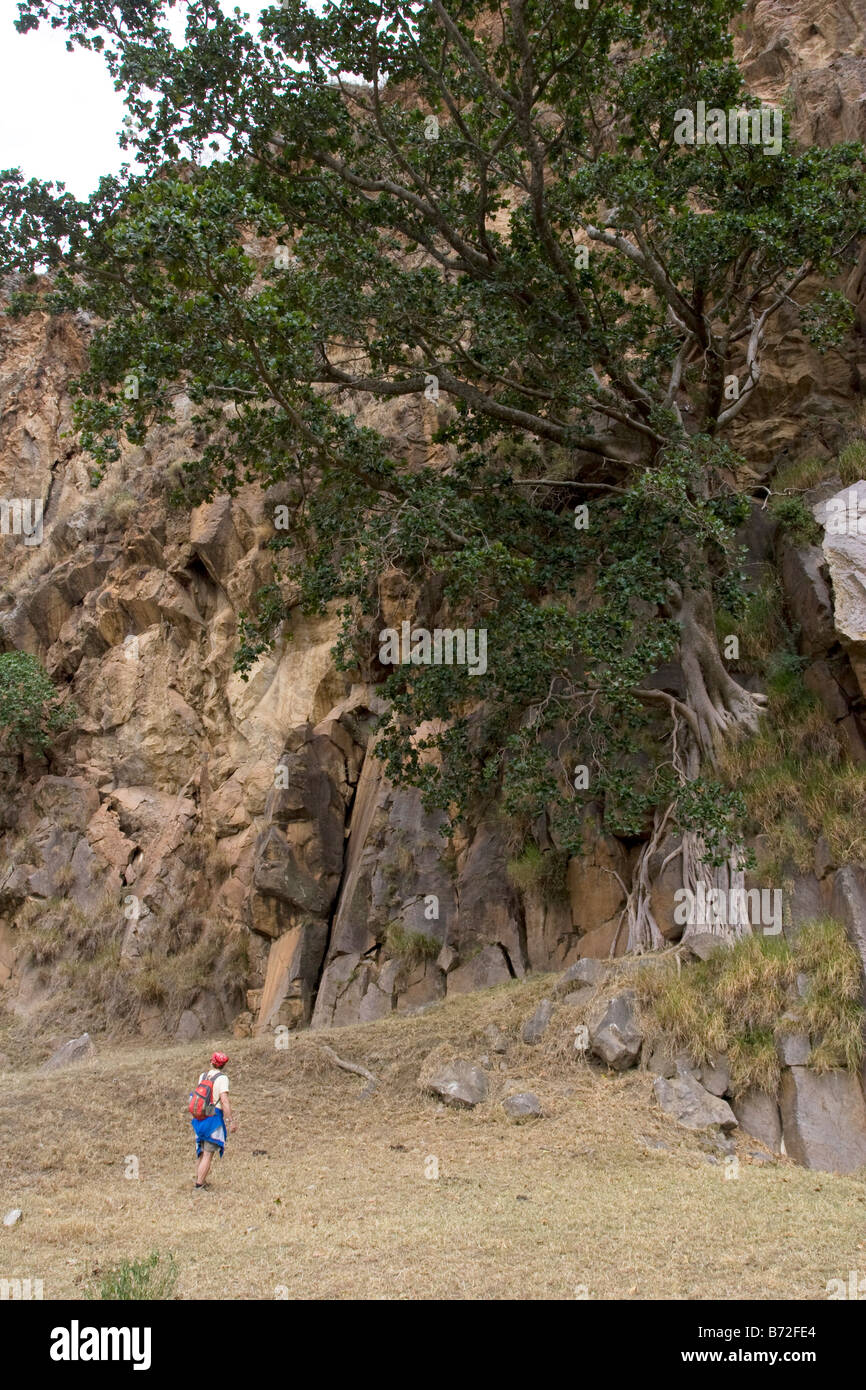 Lone figure standing beneath an immense fig tree growing out of a cliff ...