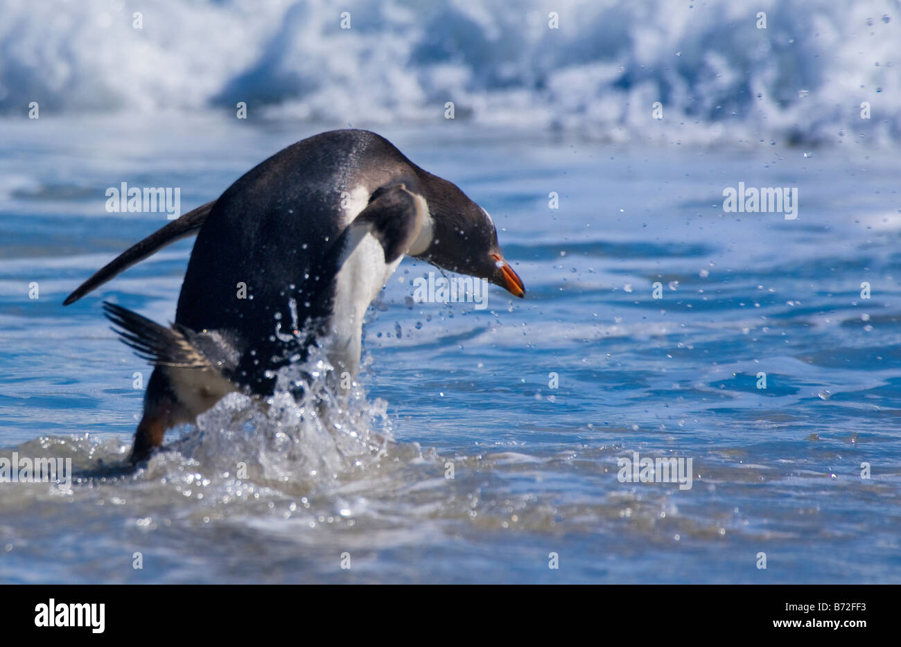 Gentoo Penguin (Pygoscelis papua) ready to dive in the water Falkland ...