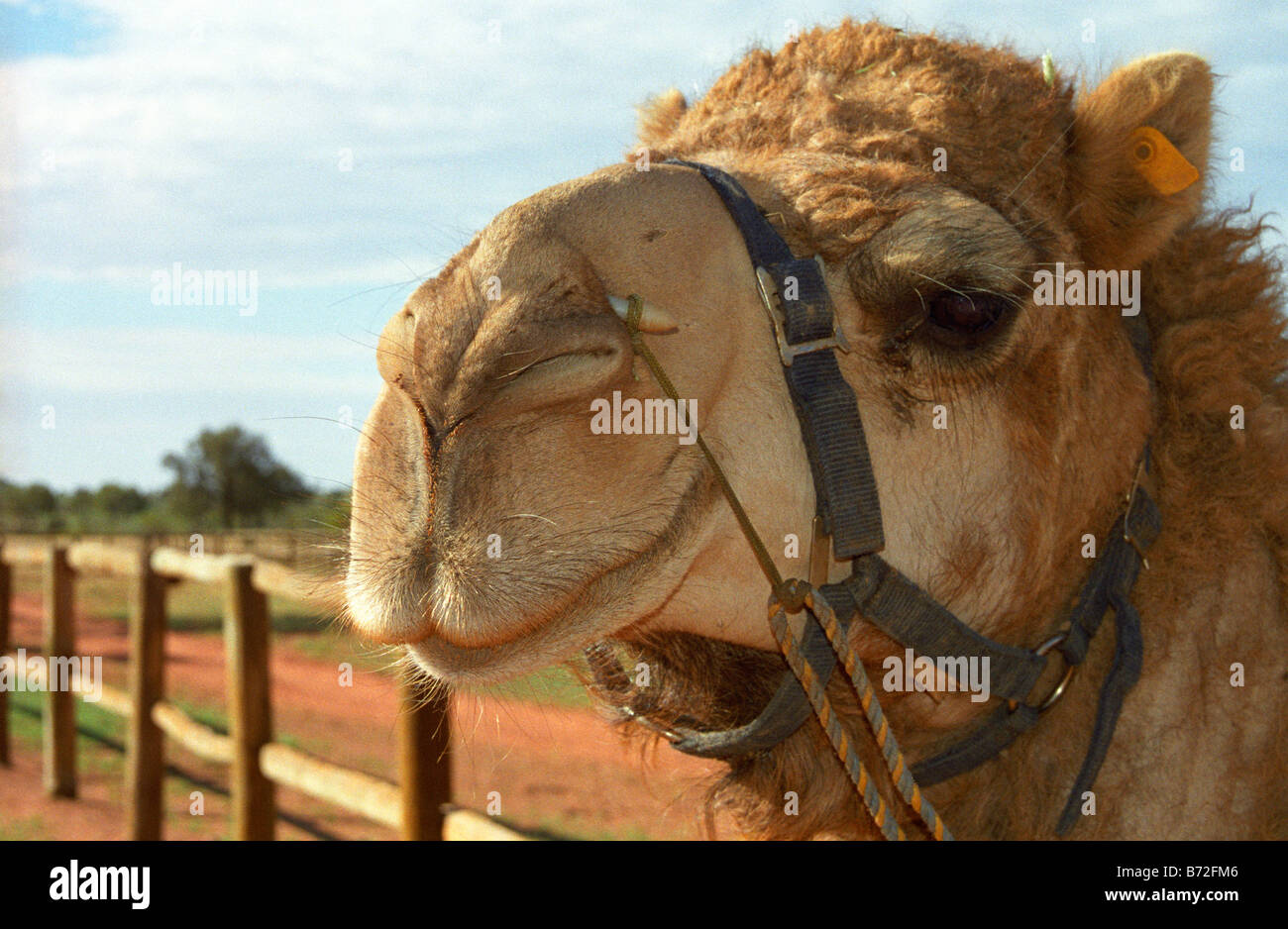 Arabian camel drinking water hi-res stock photography and images - Alamy