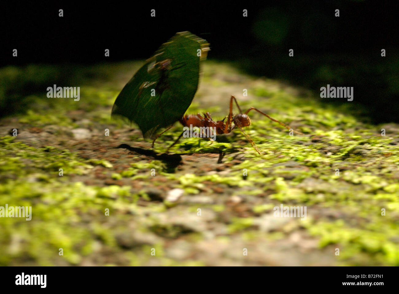 Leaf cutter ant hi-res stock photography and images - Alamy