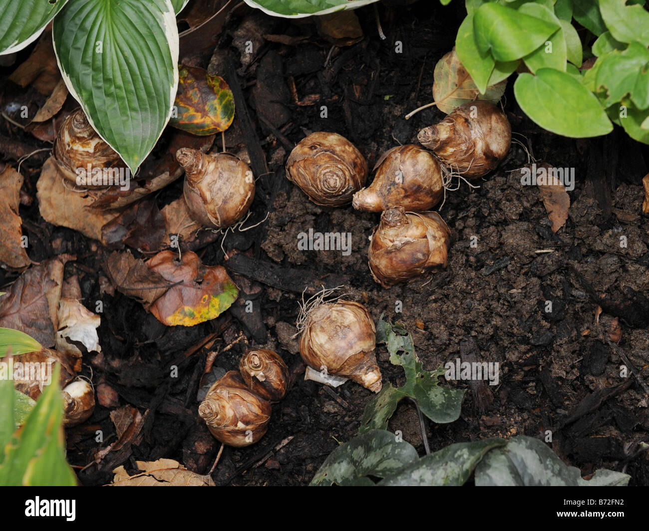 Bulb planting hi-res stock photography and images - Alamy