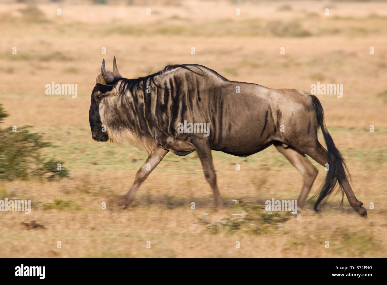 Wildebeest running hi-res stock photography and images - Alamy