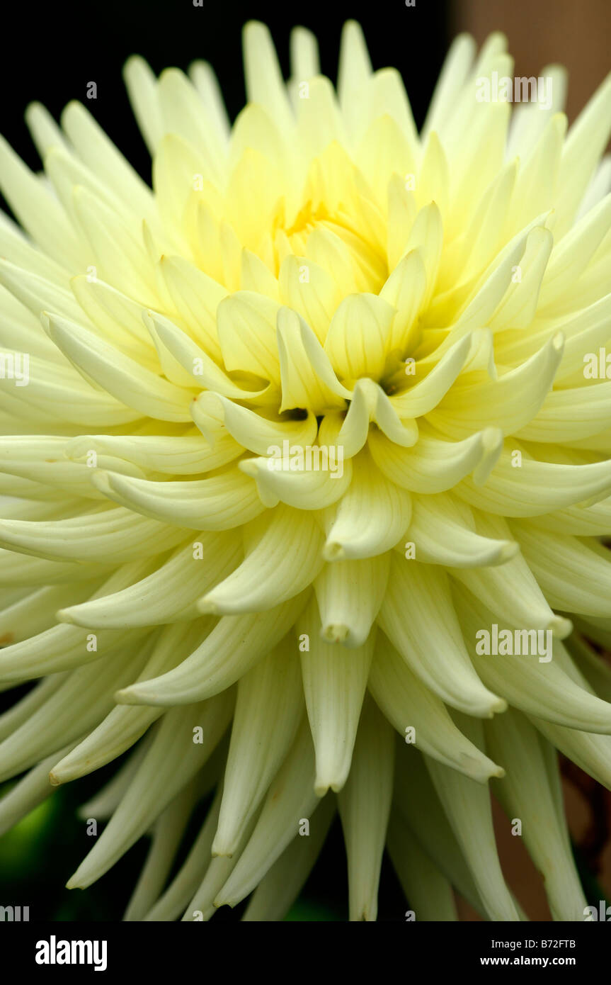 Fully double flowered hi-res stock photography and images - Alamy