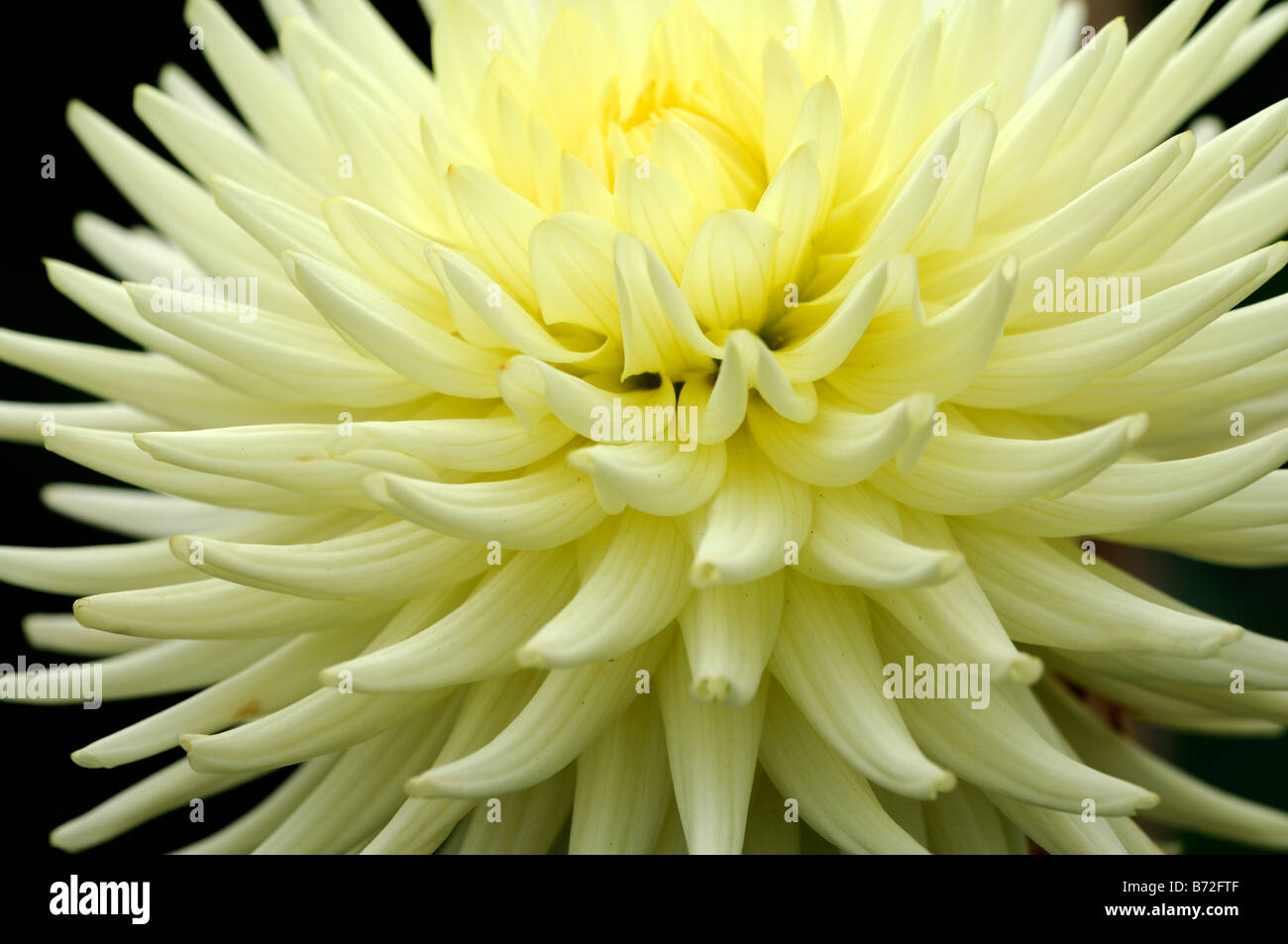 dahlia 'lemon elegans' cactus small-flowered semi-cactus fully-double ...