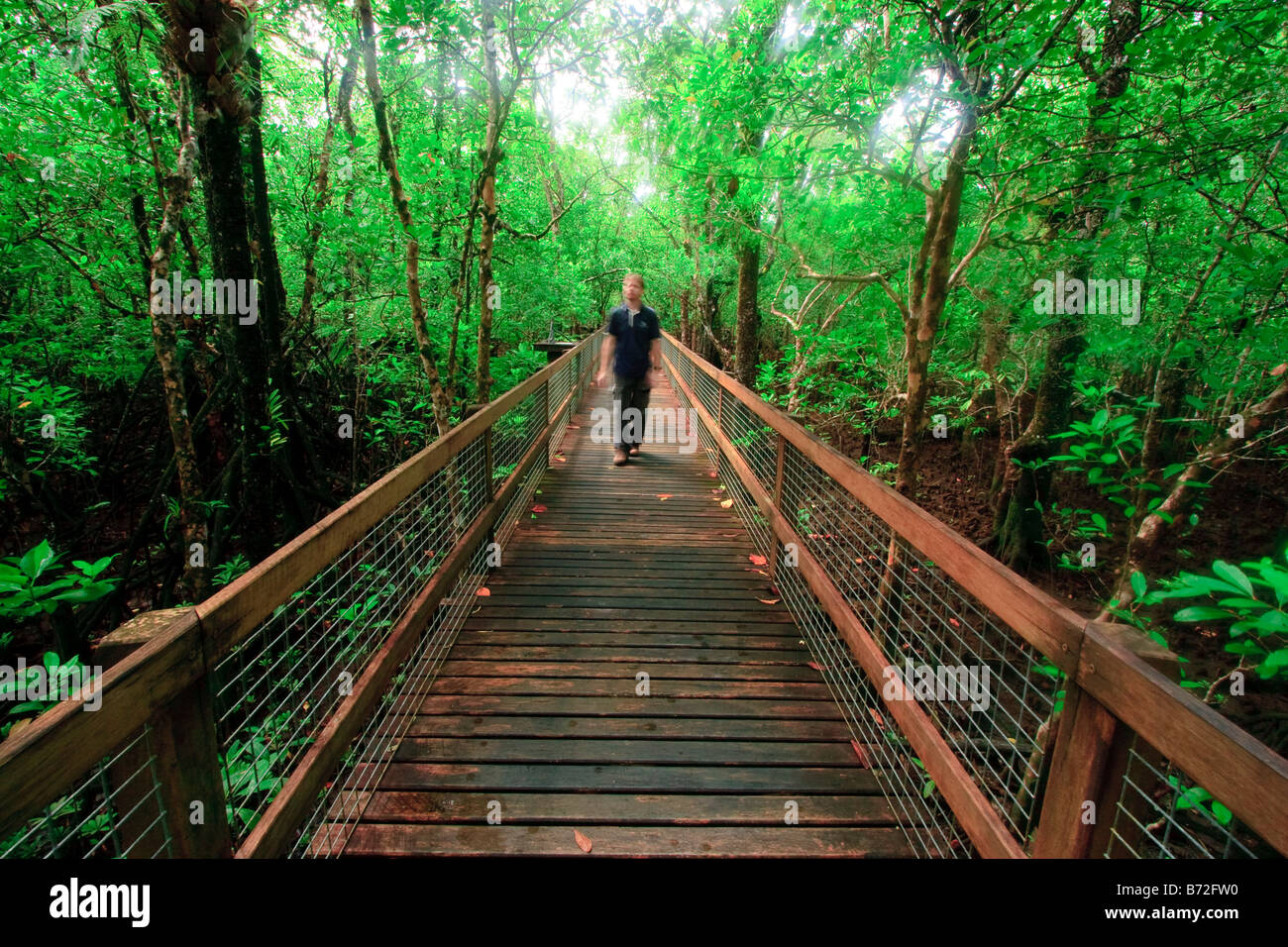 Mangrove swamp in daintree rainforest hi-res stock photography and ...