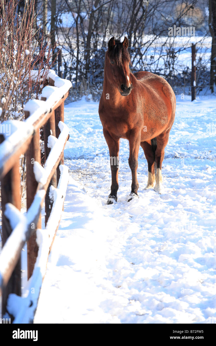 brown horse standing in snowy open stable, germany, europe Stock Photo ...