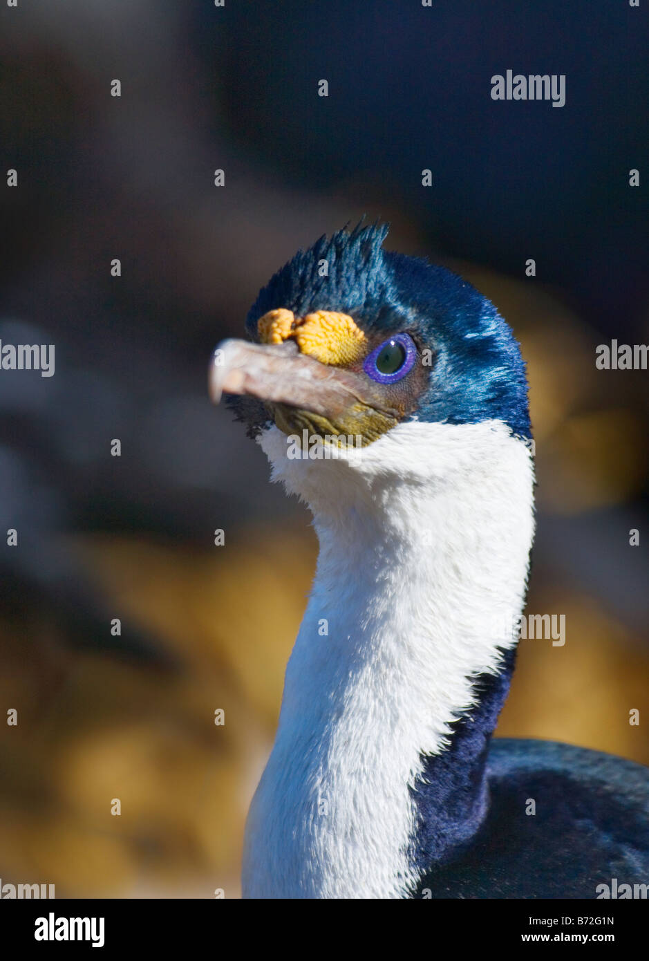 Antarctic Blue Eyed Shag (Phalacrocorax bransfieldensis), New Island ...