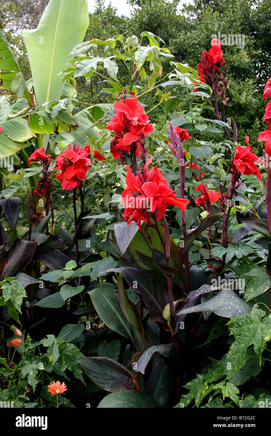 CANNA ASSAUT. INDIAN SHOT PLANT Stock Photo - Alamy