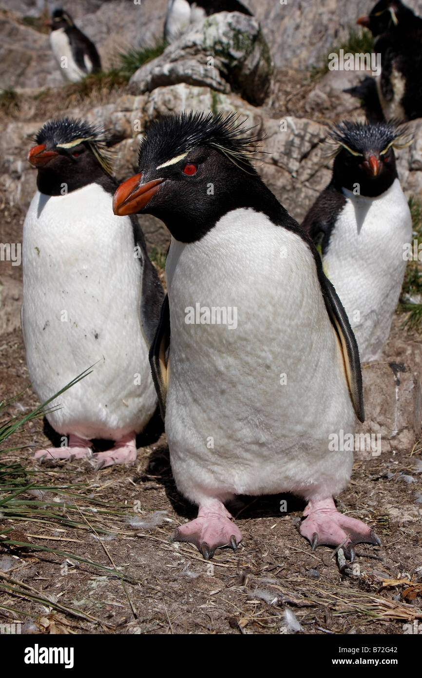 Rock hopper penguin colony Pebble Island Falklands Stock Photo - Alamy