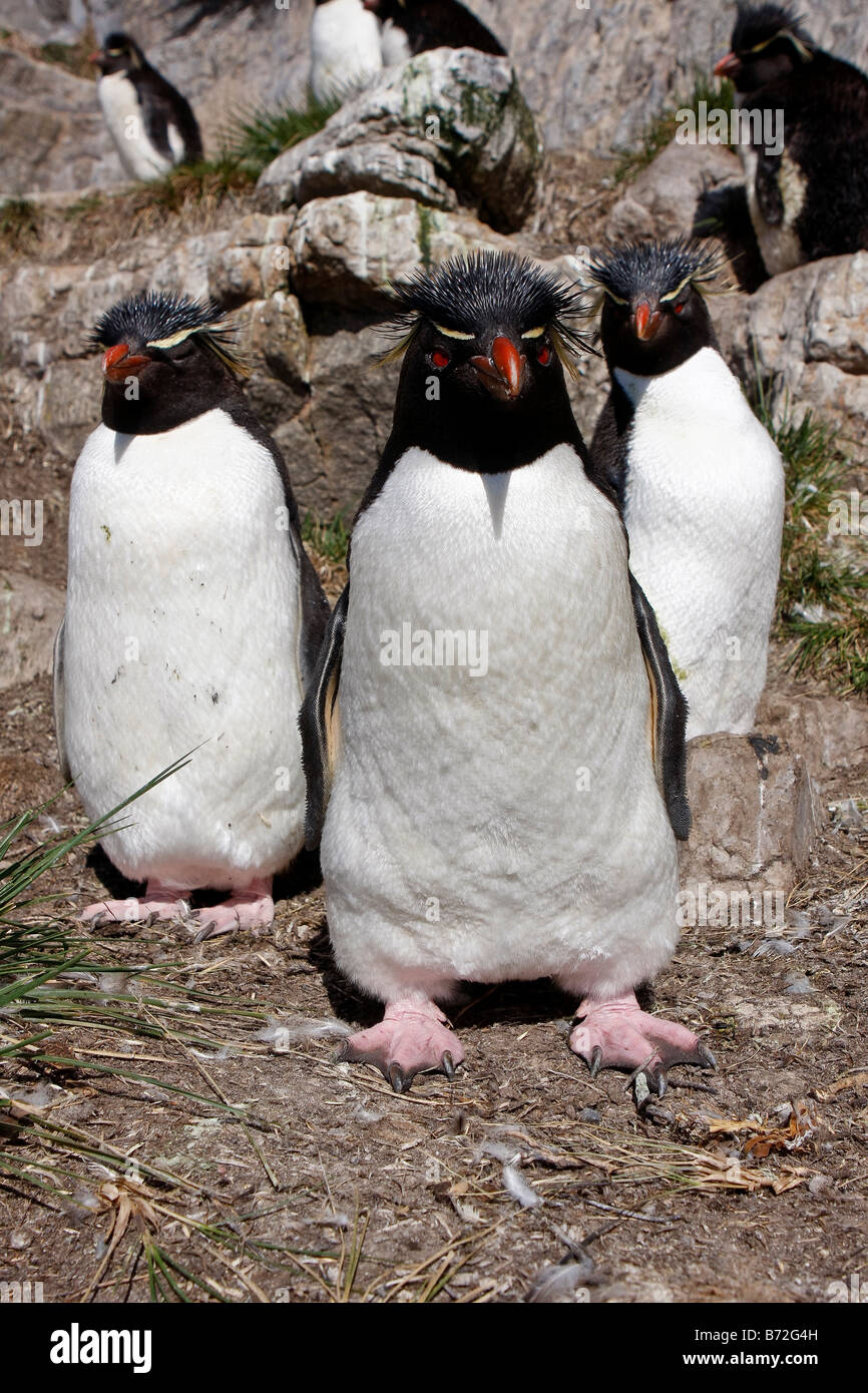 Penguin rock hi-res stock photography and images - Alamy