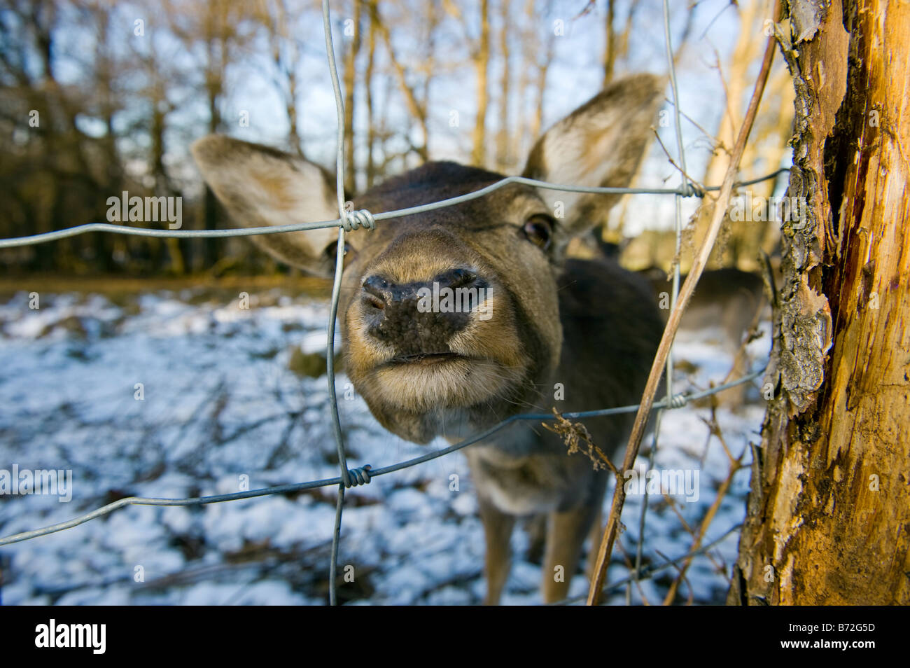 fallow deer DAMA DAMA venison roe deer winter wintertime snow cold face ...