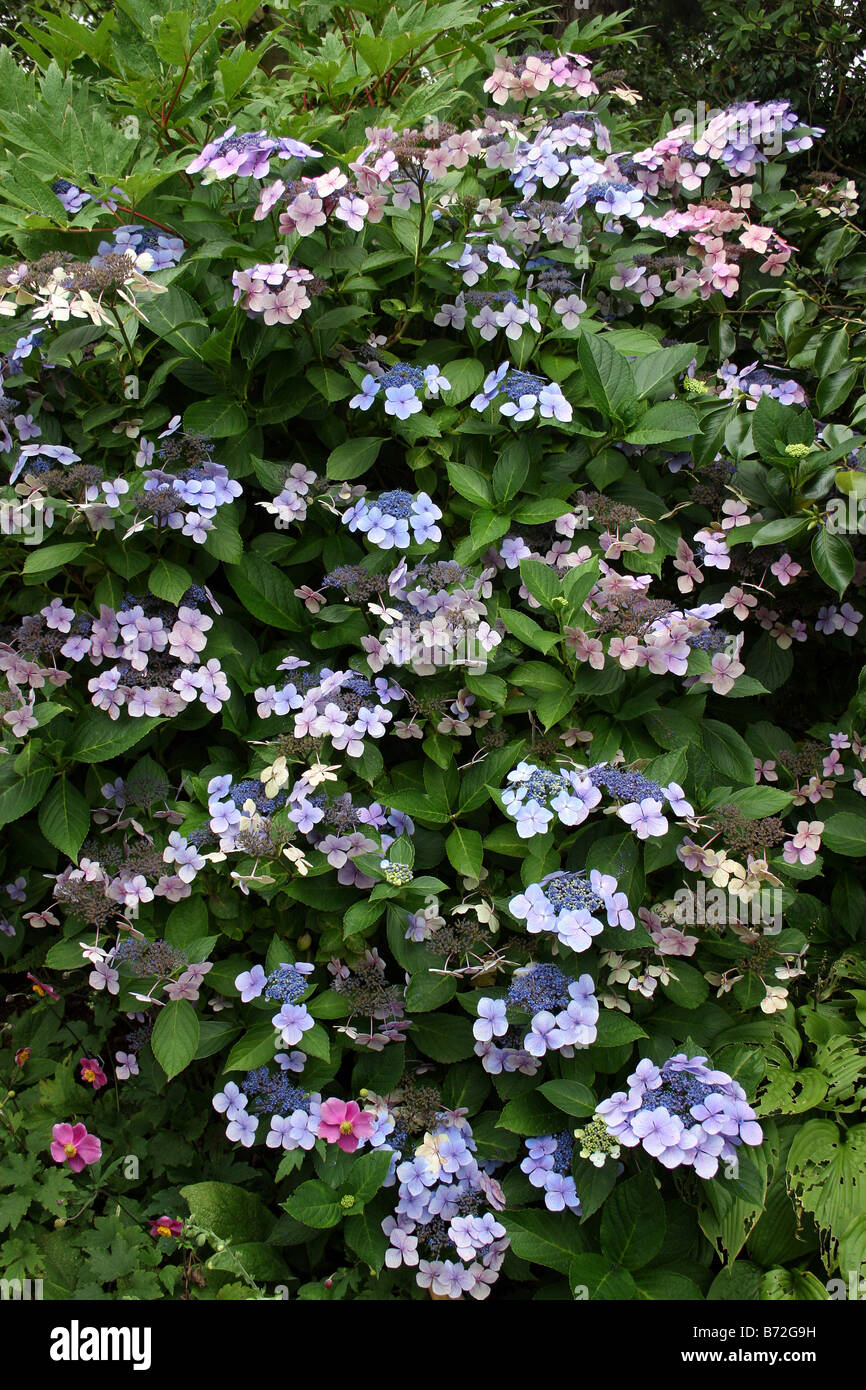 HYDRANGEA MACROPHYLLA BLUE WAVE Stock Photo - Alamy