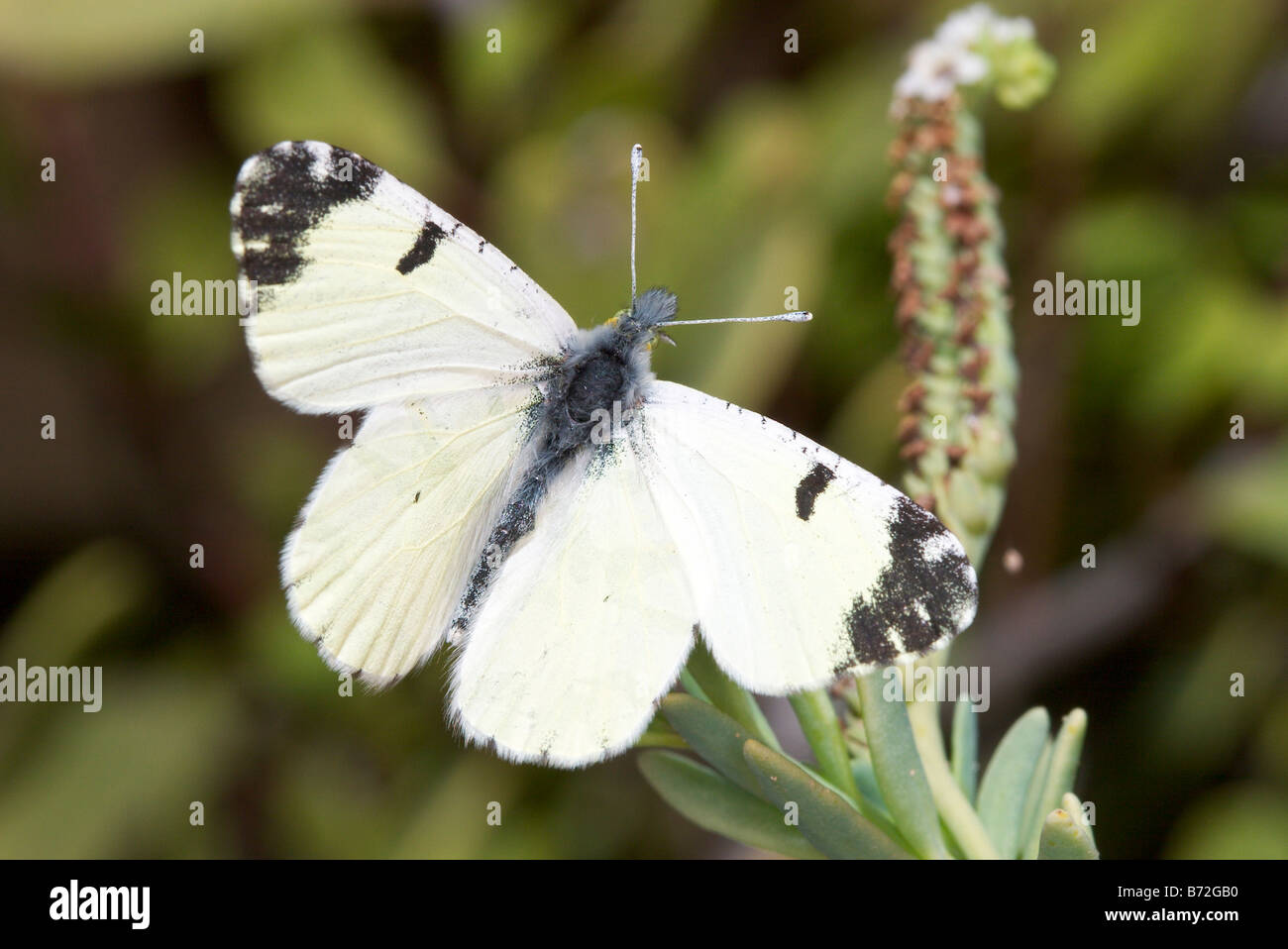 Sonoran Marble butterfly Euchloe guaymasensis Stock Photo - Alamy