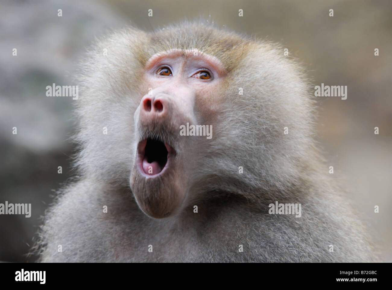 cute and funny looking baboon monkey Stock Photo - Alamy