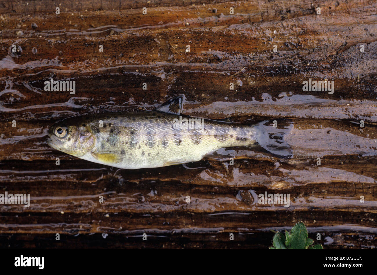 Rainbow trout parr from the River Chess Buckinghamshire UK Stock Photo ...