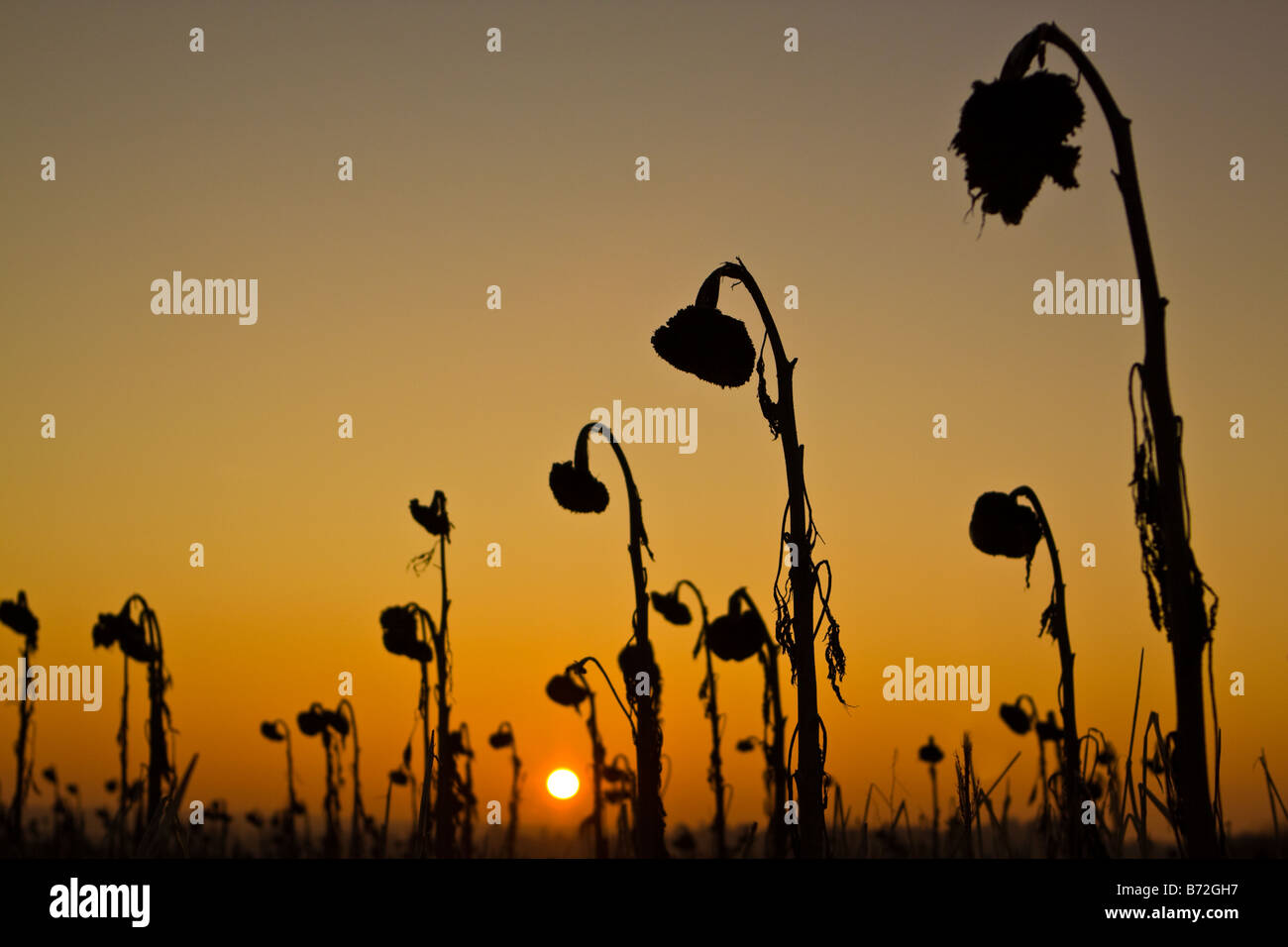 Dead Sunflowers at Sunset Stock Photo - Alamy