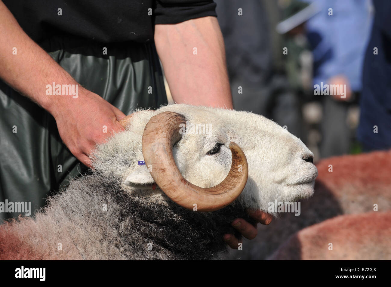 Agricultural sheep hi-res stock photography and images - Alamy