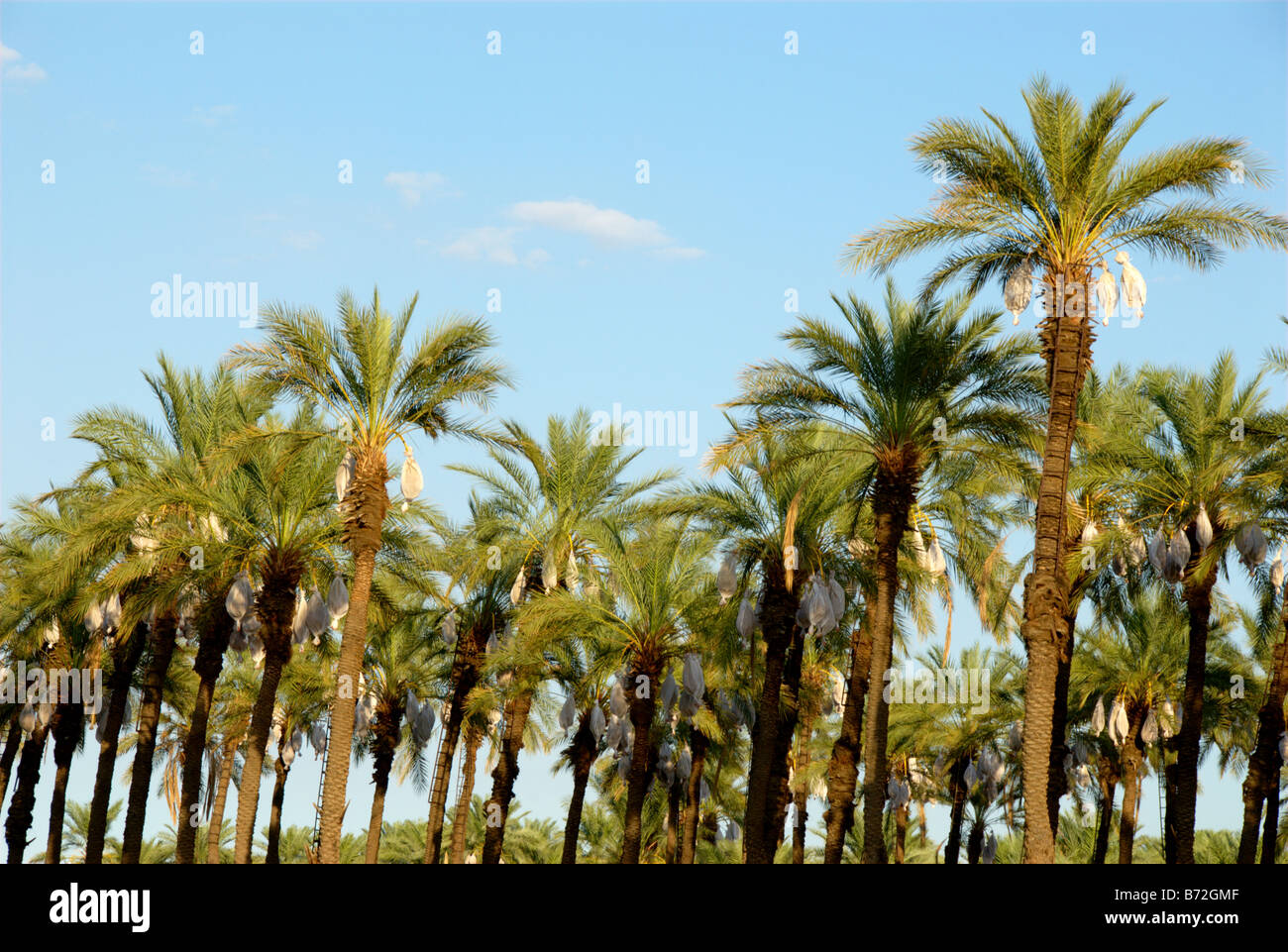 Date farm Indio Coachella Valley California Stock Photo - Alamy