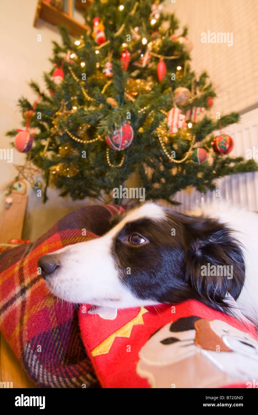 Dog Christmas Border