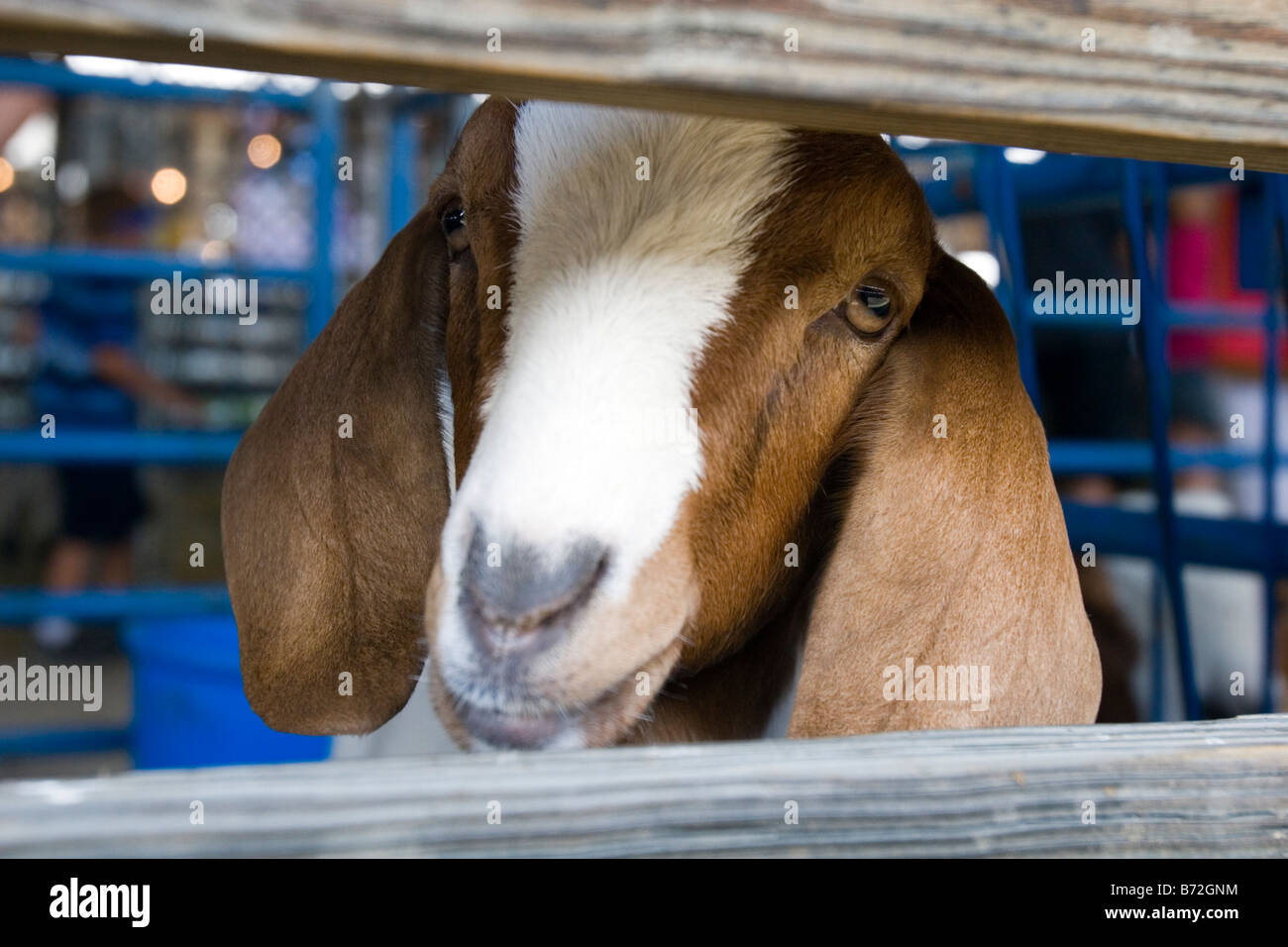 A view of a goat Stock Photo - Alamy