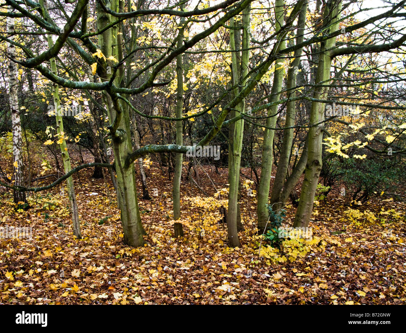 Autumnal trees with leaves on the ground Stock Photo - Alamy