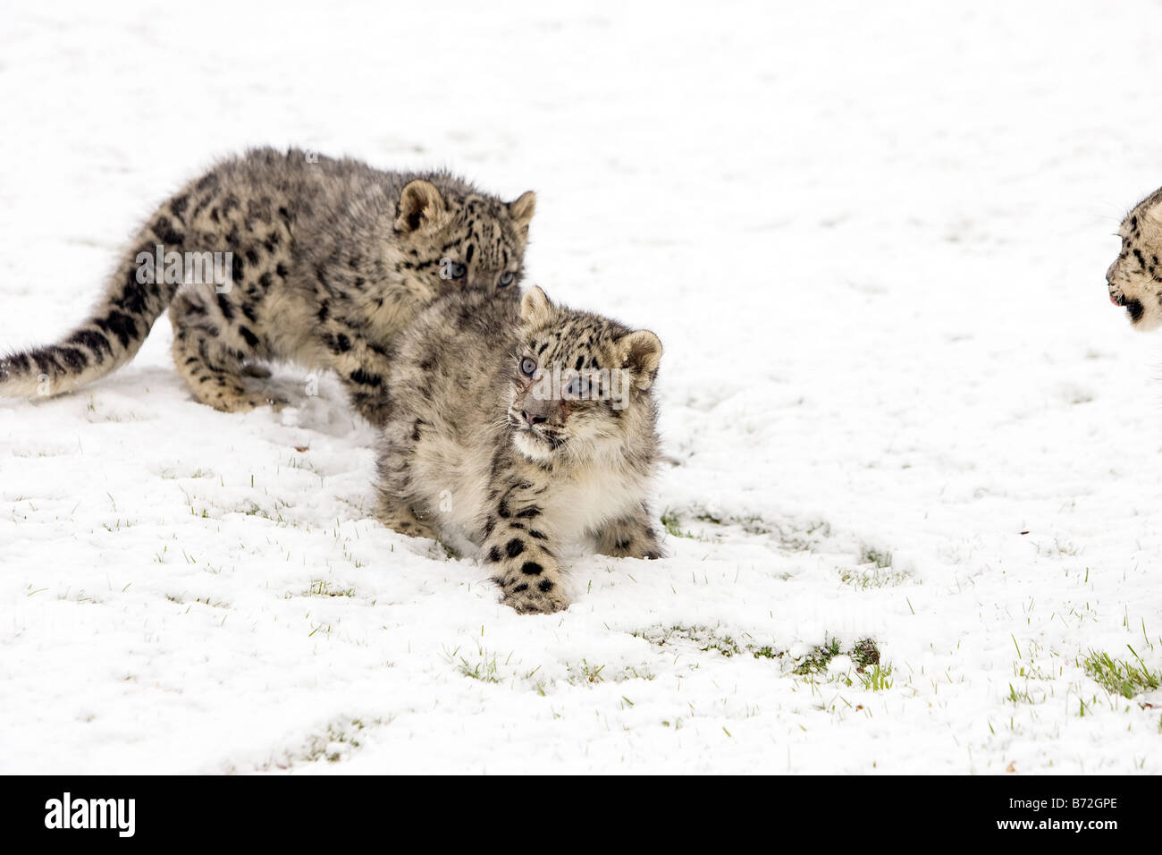 Snow Leopard Cubs in the snow Stock Photo - Alamy
