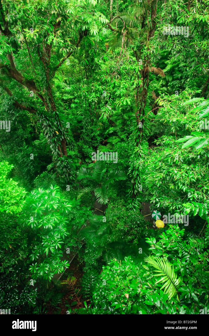 Looking down on brightly coloured umbrellas in thick rainforest, from a ...