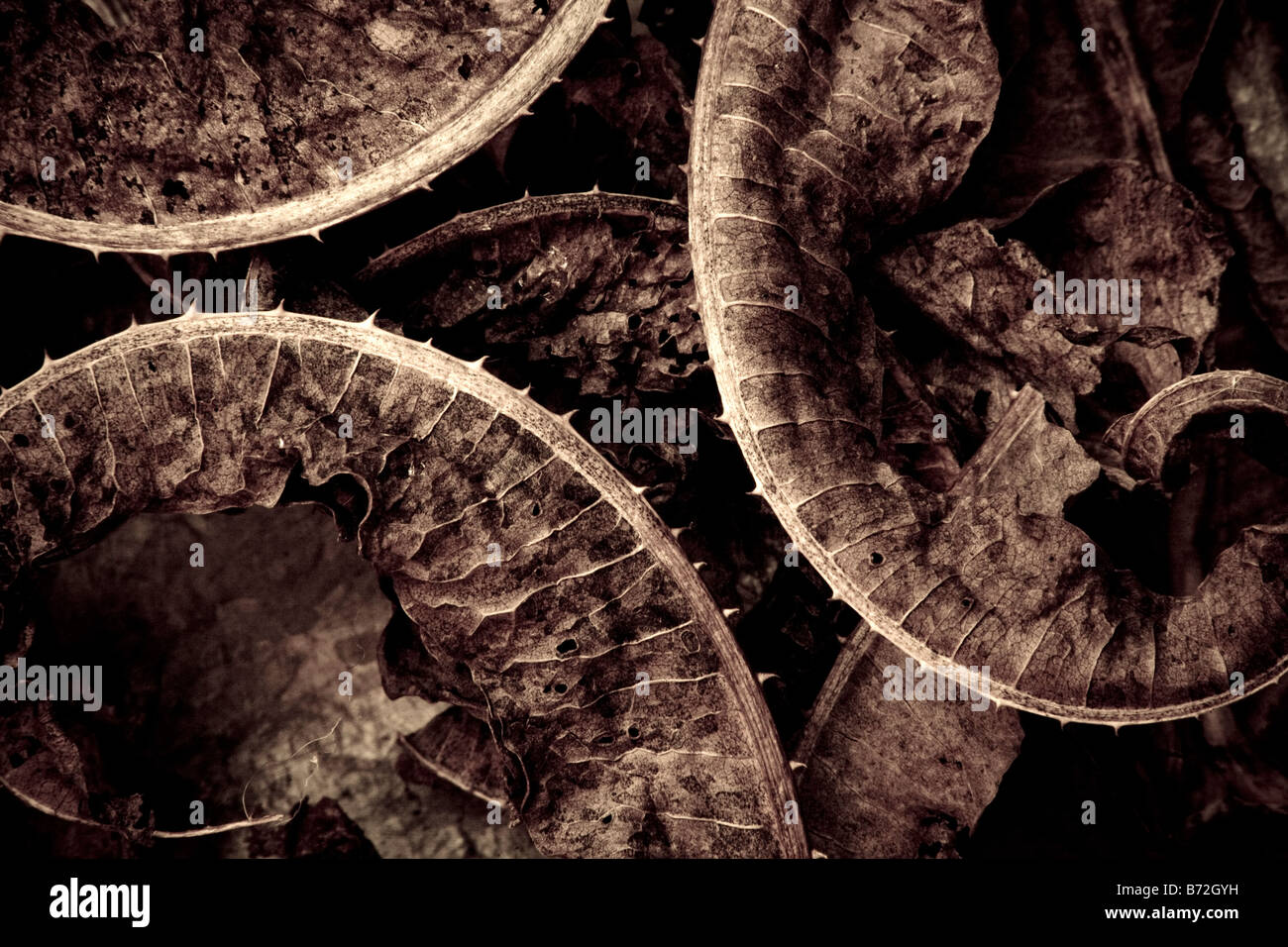 monochromatic close up detail of dried teasel leaves showing texture ...