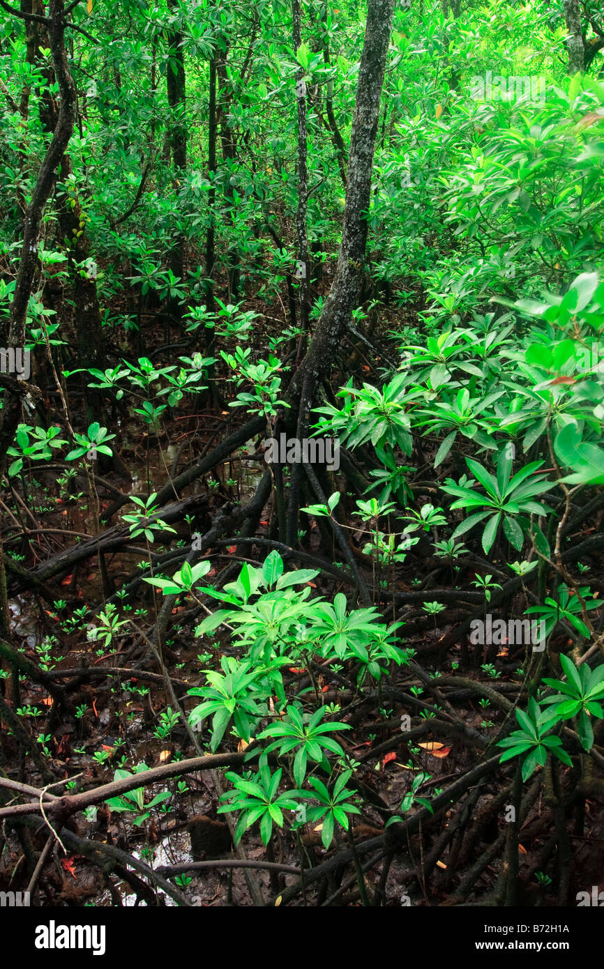 A mangrove swamp in the lowlands of Daintree National Park, Queensland ...