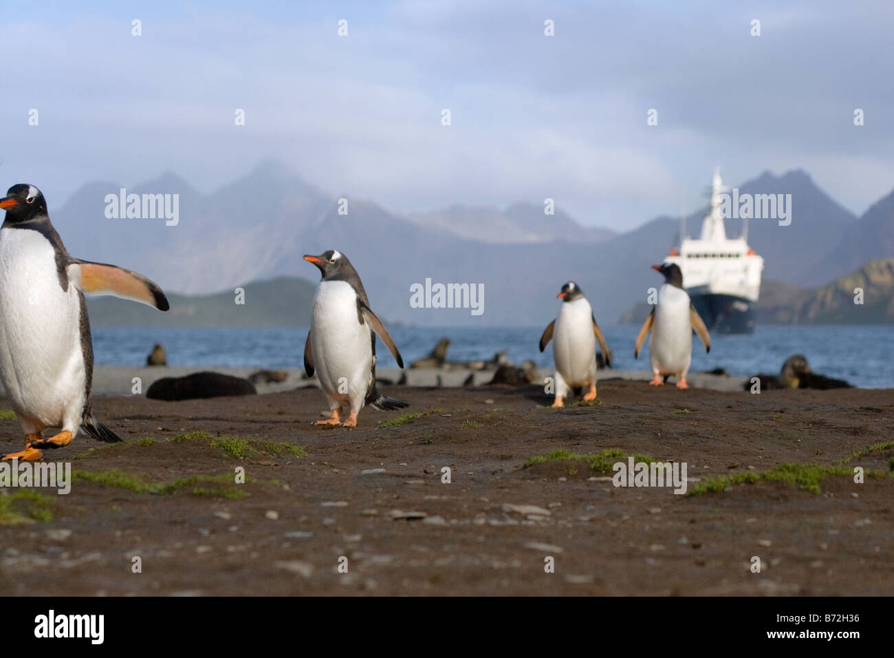 Antarctica penguin ship tourist hi-res stock photography and images - Alamy