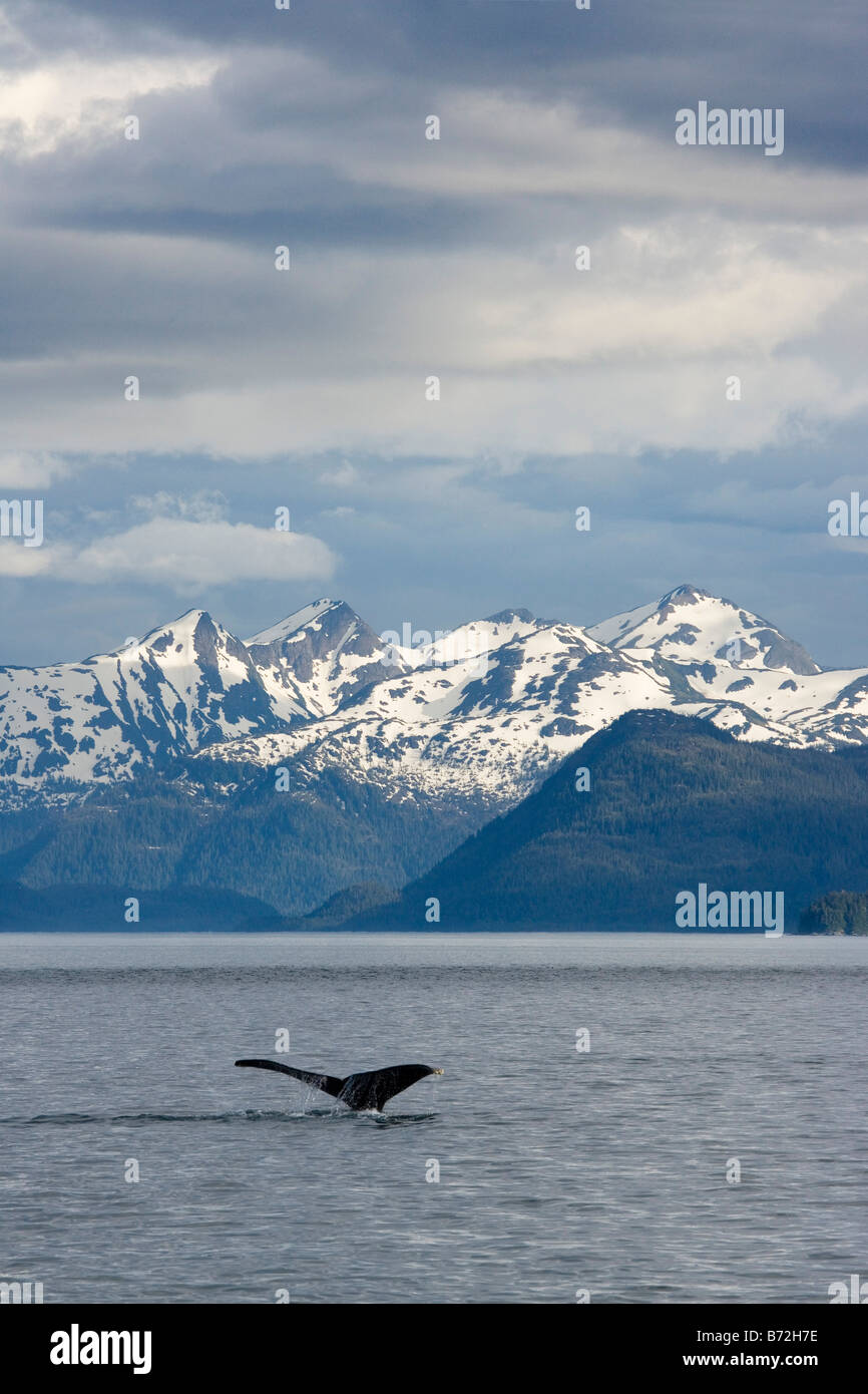Humpback Whale - Glacier Bay National Park, Alaska Stock Photo - Alamy