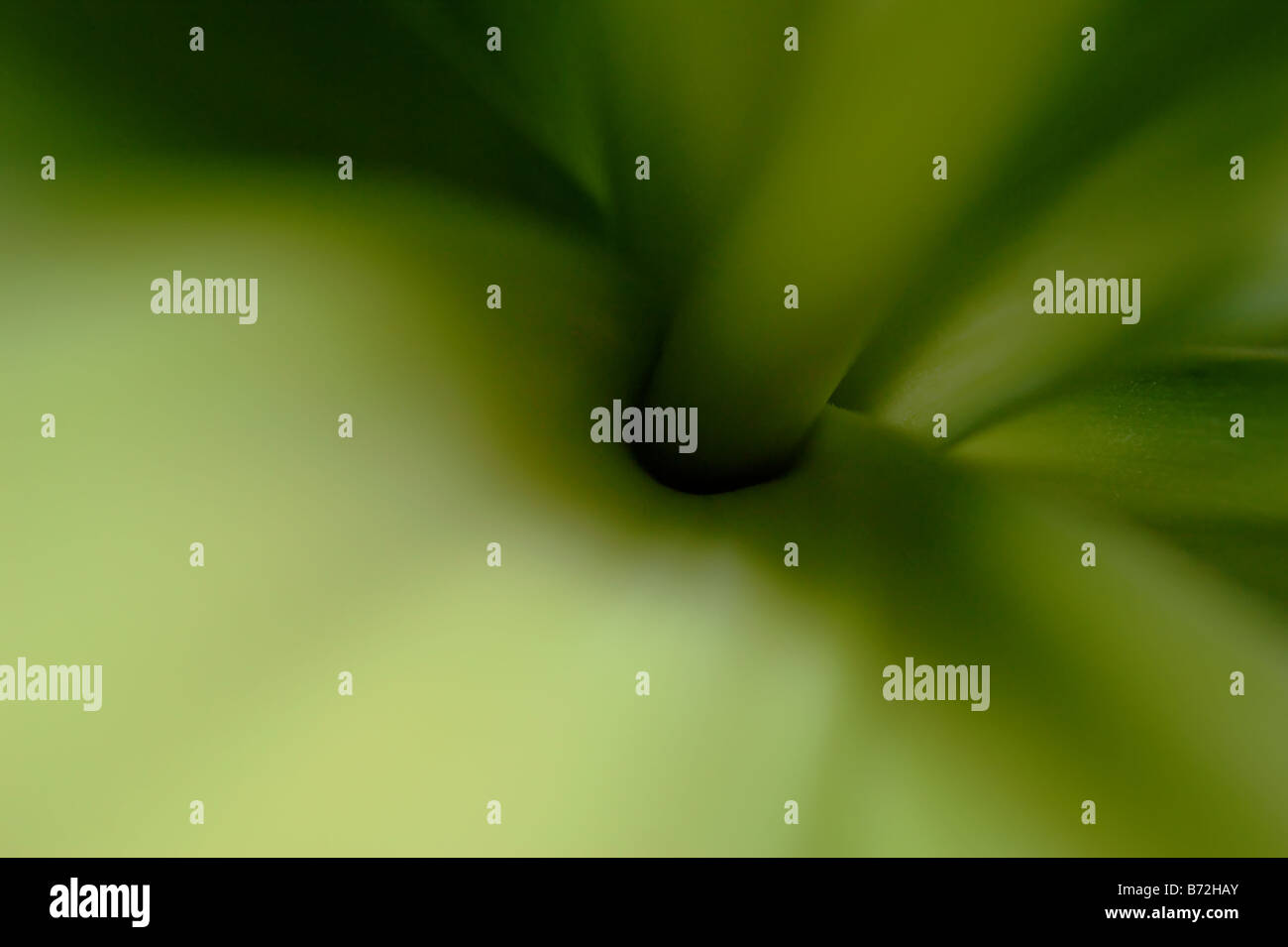 New leaf hi-res stock photography and images - Alamy