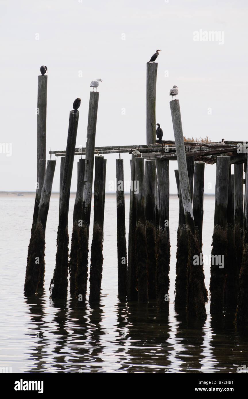 Seagulls on old jetty, Cape Cod Stock Photo - Alamy