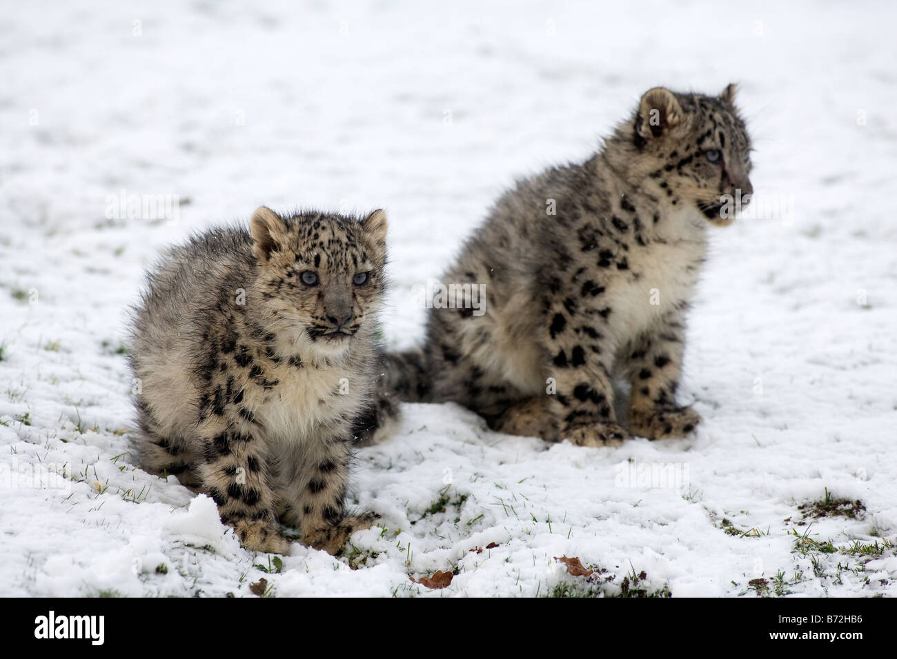 Pair of snow leopard cubs hi-res stock photography and images - Alamy