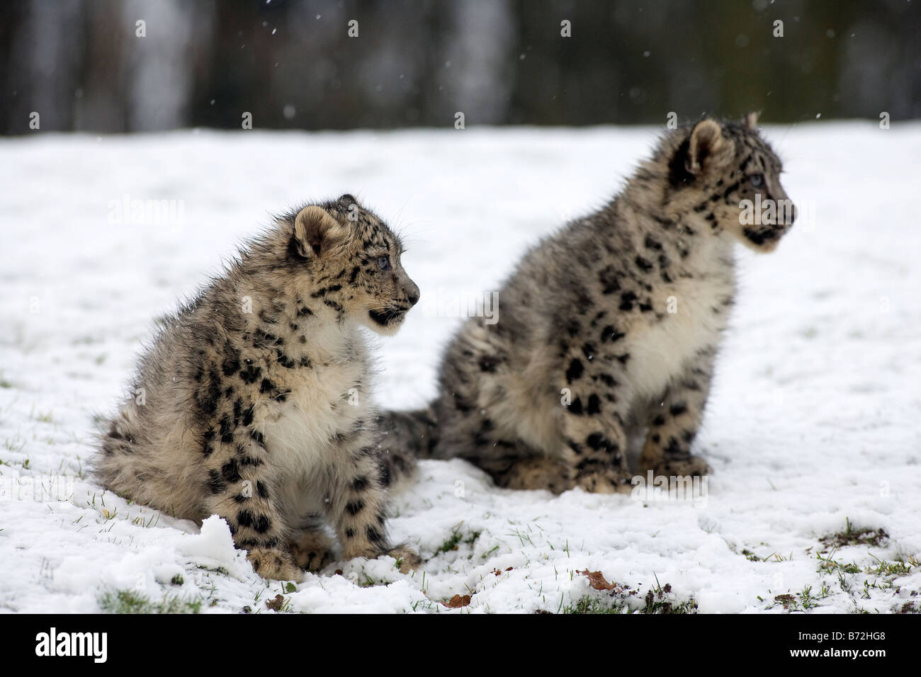 Snow Leopard Cubs in the snow Stock Photo - Alamy