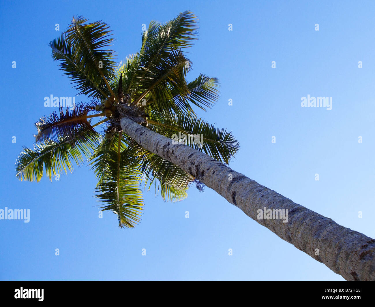 Looking up at a Coconut palm tree against a blue sky Stock Photo - Alamy