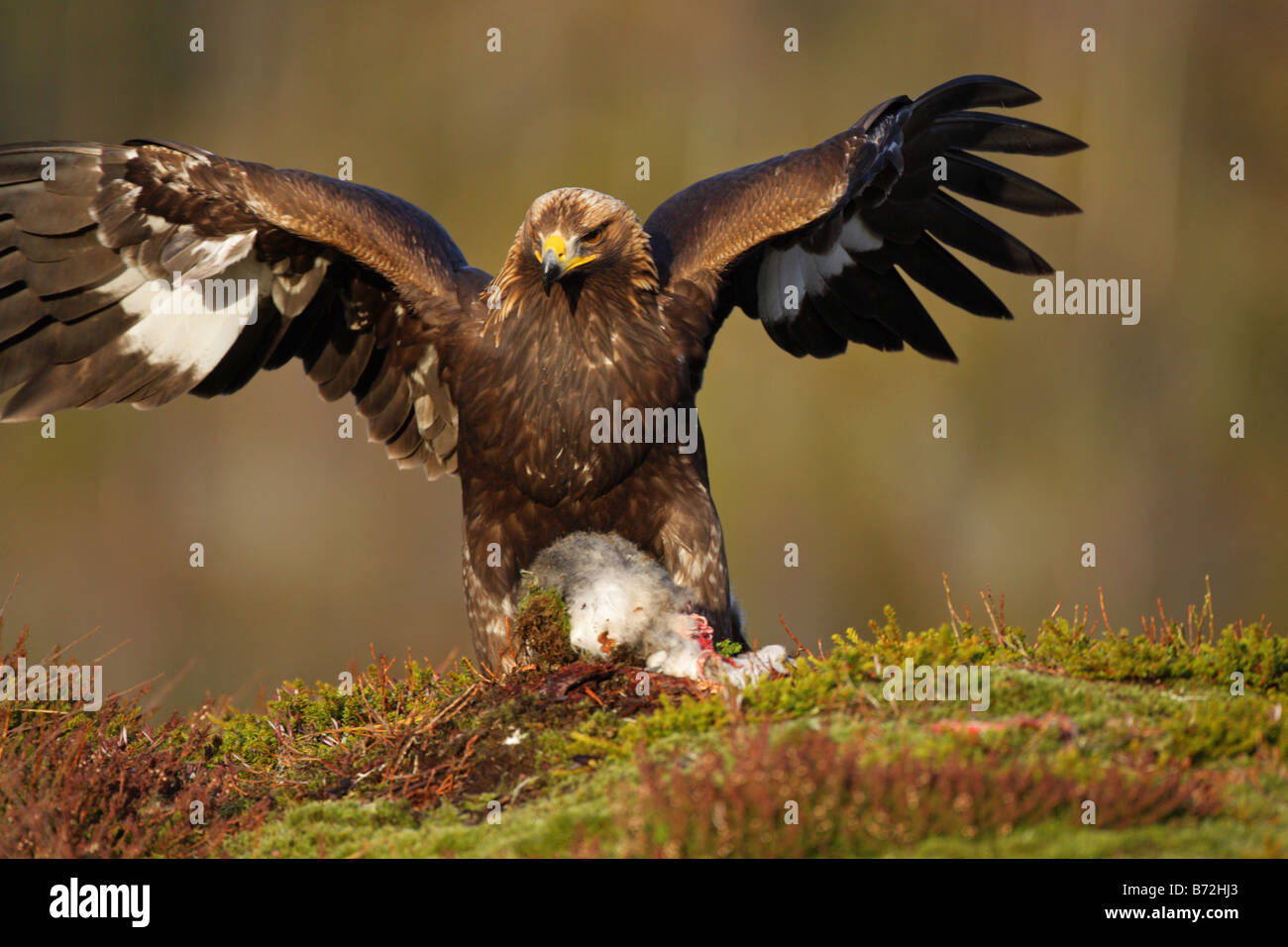 Golden eagle landing hi-res stock photography and images - Alamy
